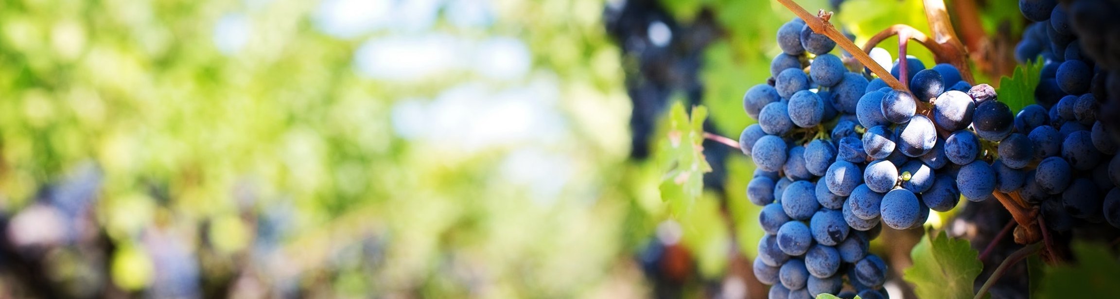 Tourismus | Verbandsgemeinde Freinsheim